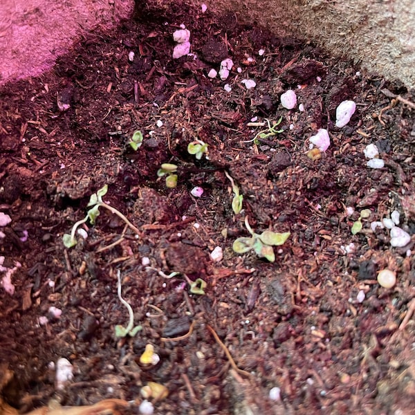 PERENNIAL | Hollyhock CHATER'S Double Triumph Mix | 20 Seeds | Althea ...