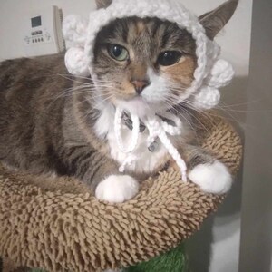 Powdered Wig, Hats for Cats, Barristers Wig, Judge Wig, Pet Costumes ...