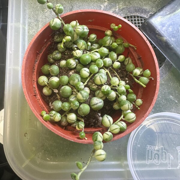 Peperomia 'ruby Cascade' Succulent Plant - Etsy