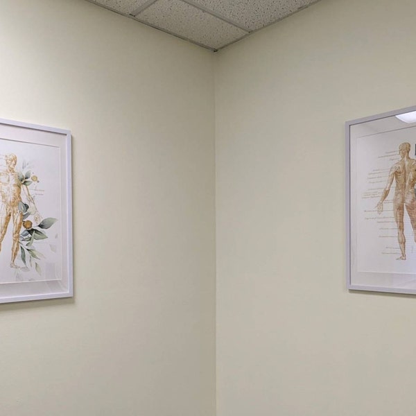Anatomy Art Muscle Poster, Muscular System Wall Art, Medical Office ...
