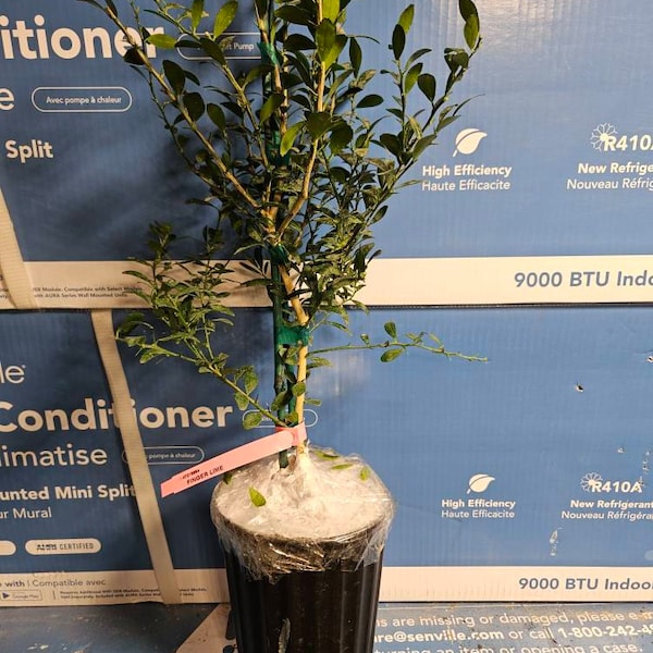 Finger Lime Tree , 1/2 Gallon Pot - Microcitrus Australasica in 1/2 Gal ...