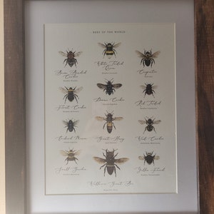 British Butterflies Chart A4 Print | Etsy