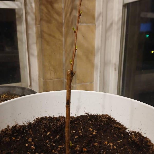 Japanese Yoshino Cherry Blossom Tree, 6-8 Inches Tall, Well-rooted - Etsy