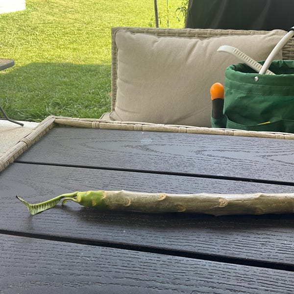 Organic Dwarf PIGEON PEAS Gunga Pea Seeds - Cajanus Cajan Gandul Lazaro ...