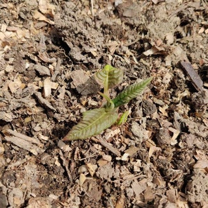 Walter Faxon Peony Pink Fragrant Spring Blooms Perennial - Etsy