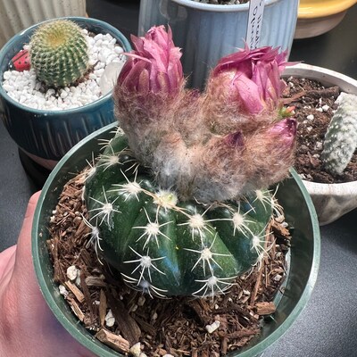 Crassula Picturata tiger Jade 4 - Etsy