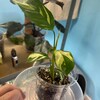 Monstera Mint Live Plant | Variegated Mint Monstera House Plants SALE ...