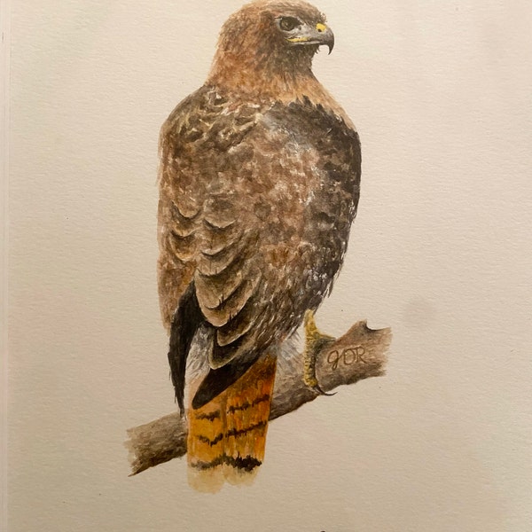 Red-tailed Hawk Original Watercolor Painting - Etsy