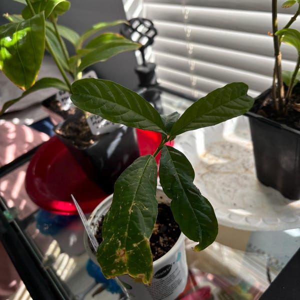 Athens Blue Princess Glory Bush Planttibouchina Urvilleanasmall Starter ...