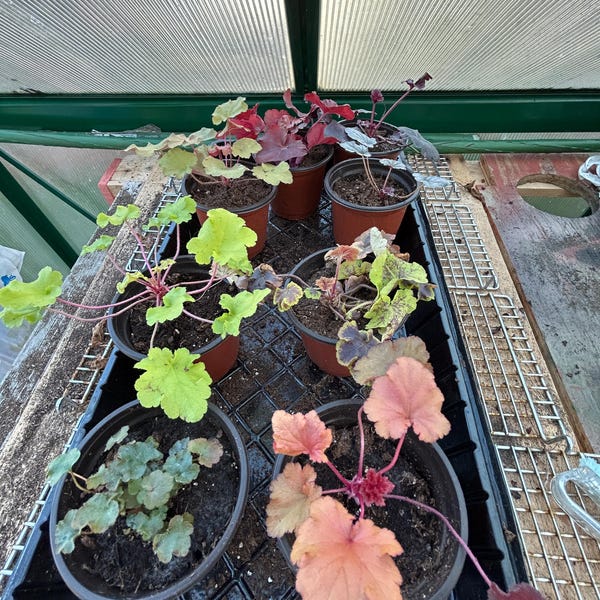 4 Mixed Heuchera Coral Bells Starter Perennials. Great for Front of ...