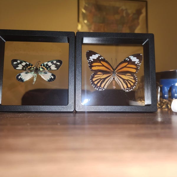 Real Butterfly 3D Floating Frame With Support Base ,original Butterfly ...