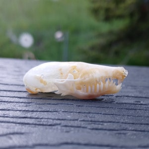Grade A Beetle Cleaned Mole Skull - Etsy