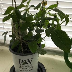 Ajuga Feathered Friends fierce Falcon Plant in 3 1/2 Pot Perennial ...