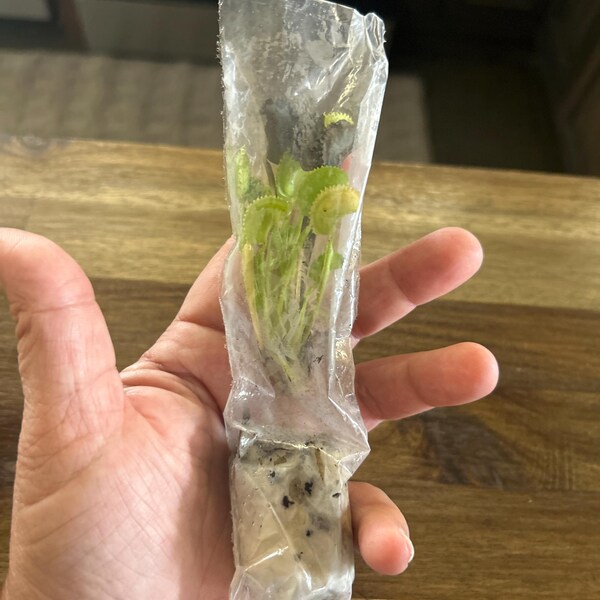 Live Venus Flytrap Plant Kit in 4.5 Terrarium Carnivorous Plant Food ...