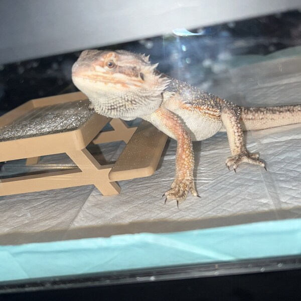 Bearded Dragon Picnic Table Dish: Plastic Reptile Greens Bowl - Etsy