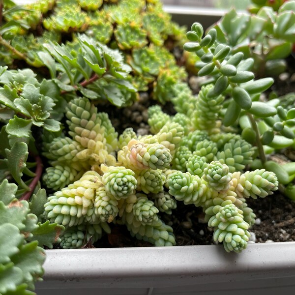 Red Lampranthus - Ice Plants - Drought Tolerant - Coastal Hardy ...