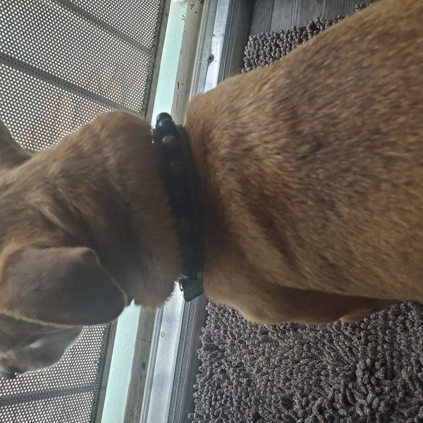 Bloodstone Dog Collar - Handmade Dog Collar - Crystal Healing Collar ...