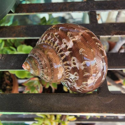 Snakeskin Turbo Sea Shell - Etsy