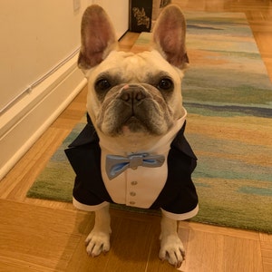Navy Blue Dog Tuxedo With Light Blue Bow Tie Bespoke Dog Tux - Etsy