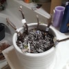 Bonsai Chinese Pepper Tree Zanthoxylum Beecheyanum - Etsy Canada
