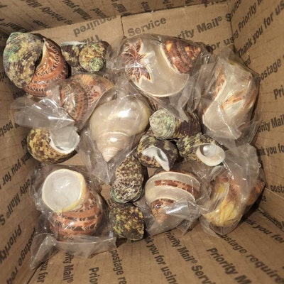 Dove Shells Dotted Tiny Shells 3/8 1/2 Inch 1/4 Cup - Etsy