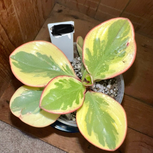 Peperomia Peaches & Cream - Tropical Plant - Colorful Houseplants ...