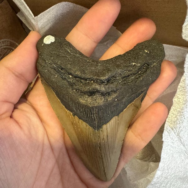 Megalodon Tooth - 4.17 Inches. Real Fossil Megalodon Shark Tooth ...