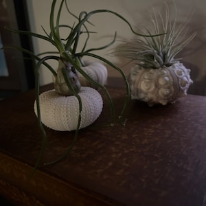 Tillandsia Bulbosa Alien Air Plant - Etsy