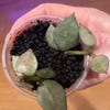 Peperomia Incana, Felted Peperomia, Fuzzy, Soft Hairy Leaves. Fast ...