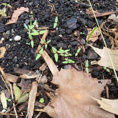 SUNFOREST SUNFLOWER MIX, Grow Fast Growing Sunflower Forest for Your ...