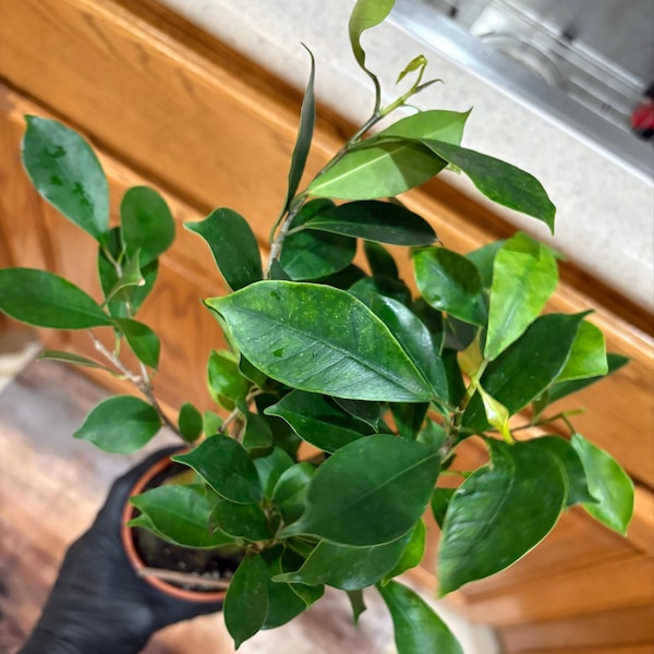 Highly Variegated Monstera Albo Cutting White Monstera Albo High ...