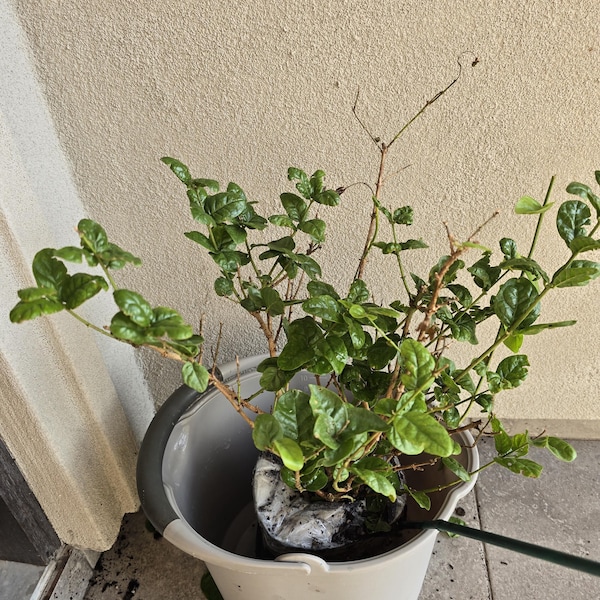 Ixora Taiwanese Red in 6" Pot, Carmen Dwarf Red, Ixora - Etsy