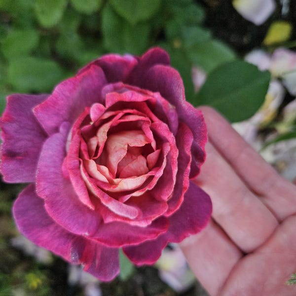 Rare Rosa【fancy Ruffle|ファンシー ラッフル 】-1gal+ Wave Bloom| Ownroot ...