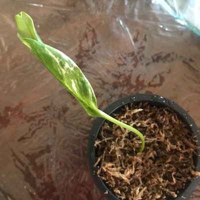 Variegated Monstera Albo Monstera Lechleriana House Plant - Etsy