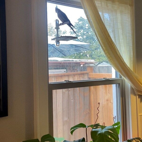 Window Bird Perch Droppings Tray Covers for Our Bird Perch Poo ...