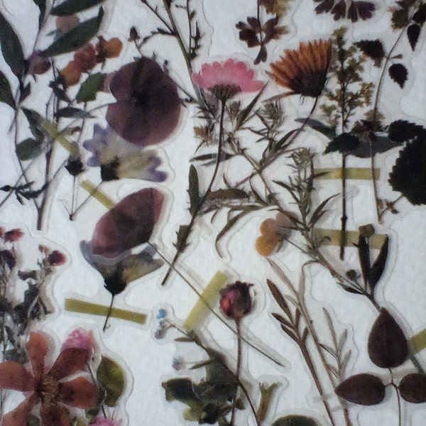 Dried Flowers Sticker Set, Pressed Wildflowers Stickers, Wild Flower ...