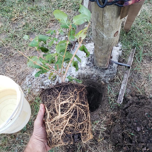 Viburnum Burkwoodii 'mohawk' Burkwood Viburnum Live Plant 4 Pot Size - Etsy