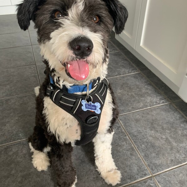 Nautical Collection, Seahorse, Ships, Anchors - Sail Away This Summer ...