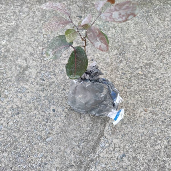 Bruce Canistel Seedling - Egg Fruit - Pouteria Campechiana - Zapote ...