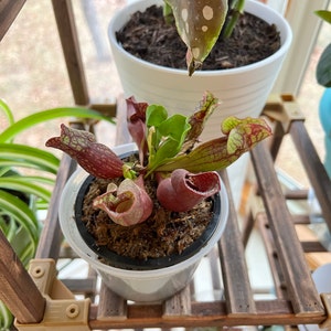 Carnivorous Spoon Leaf Sundew Drosera Spathulata Plant 3 Inch Pot - Etsy