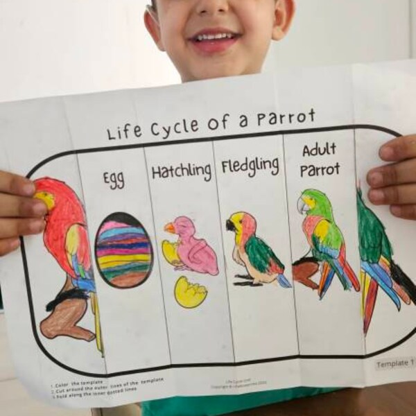 Cactus Life Cycle Learning Activity for Kids | A4 and 11x8.5 Inch ...