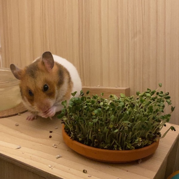 Cardboard Hamster Cabin! Boredom Breaker Enrichment Activity - Decorate ...