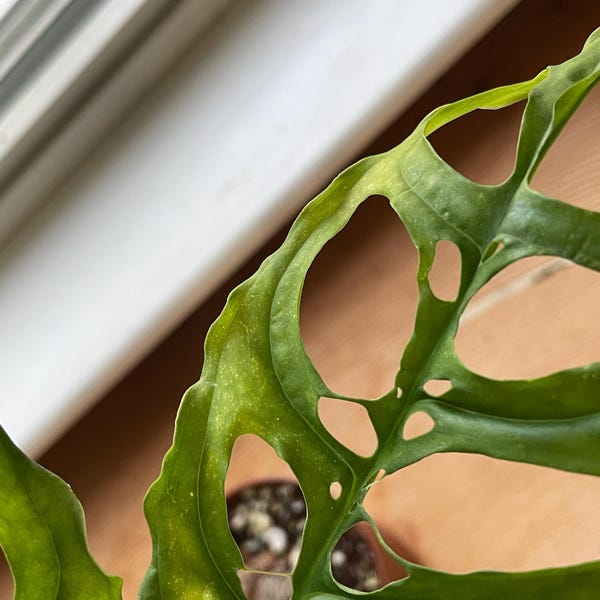 Variegated Sodiroi Philodendron 2 A3 - Etsy