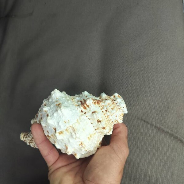 CARDIUM PESODOLIMA Sea Shell Trinket Box - Etsy