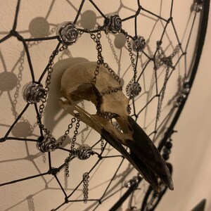 Crow Skull Real Natural Corvus Carone Raven Corvid Taxidermy Gothic ...