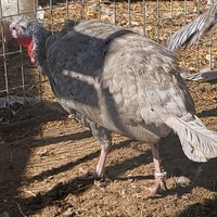 Chicken/bird Foot Tags - Etsy