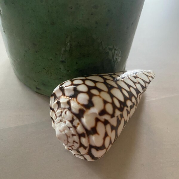 Shark Eye Moon Seashells Polinices Duplicatus 10 Shells Approx. 1 ...