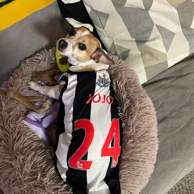 Barcelona Personalised Pet Tank Top FC 23/24 With Original FC Logo dog ...