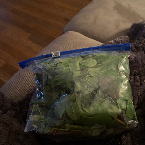 Large Rose of Jericho Resurrection Plant Rosa De Jerico Reviving House ...