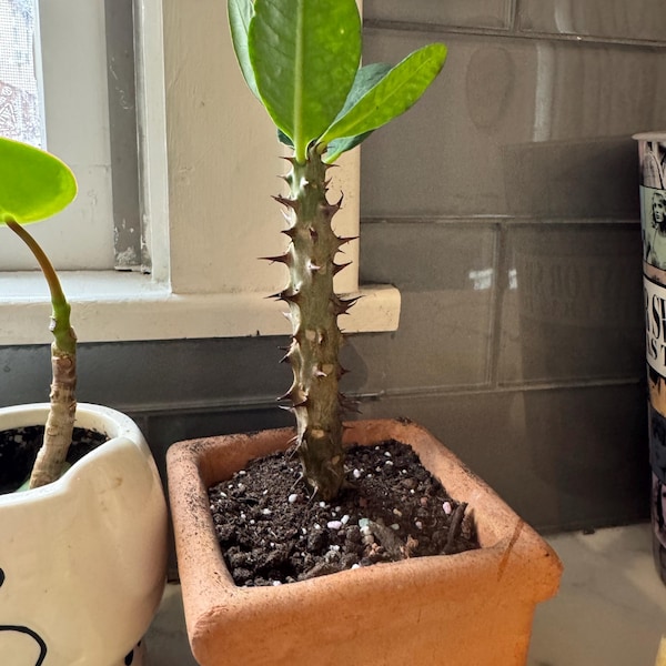 Royal Intenz Magnifica Medinilla Plant~~live Well Rooted Starter Plant ...